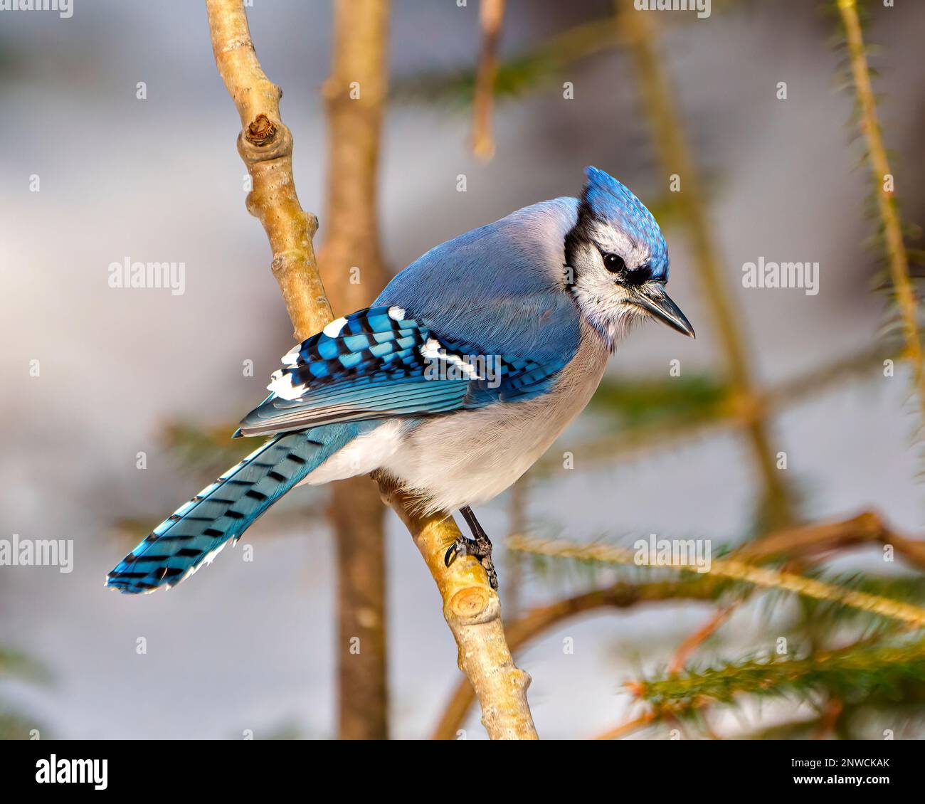 Blue Jay close-up side view, perched on a tree branch with blur ...