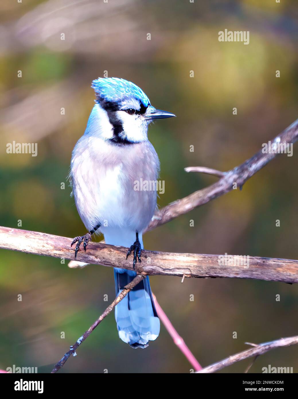 Blue Jay close up front view perched on a tree branch with blur forest background in its ...