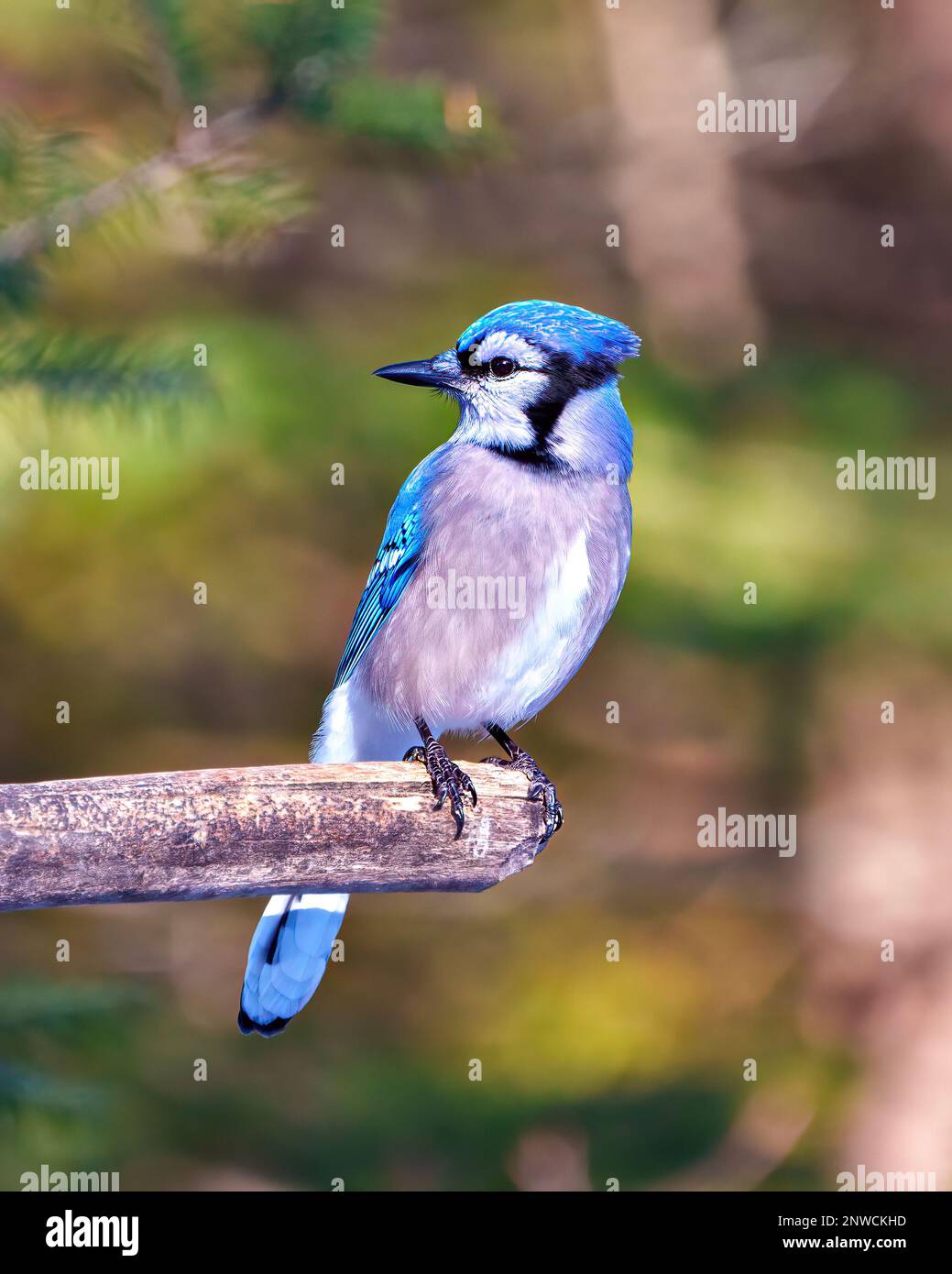 Blue Jay close up front view perched on a tree branch with blur forest background in its ...