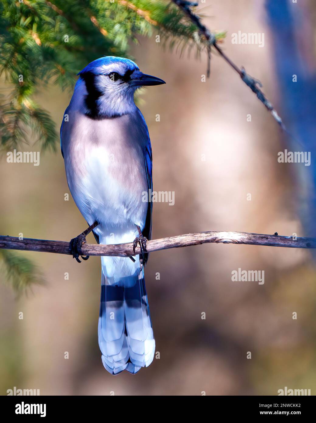 Blue Jay close up front view perched on a tree branch with blur forest background in its ...