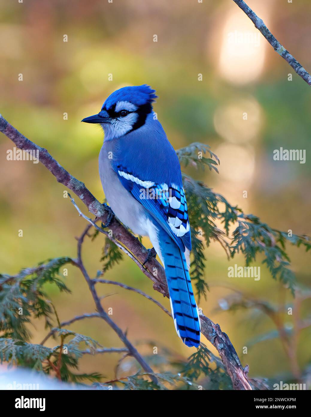 Blue Jay close-up rear view perched on a tree branch with blur ...