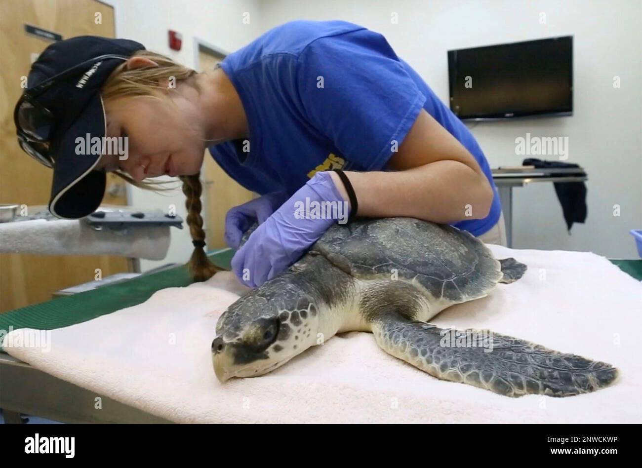 Erin Mattson, stranding technician for the Institute for Marine Mammal ...