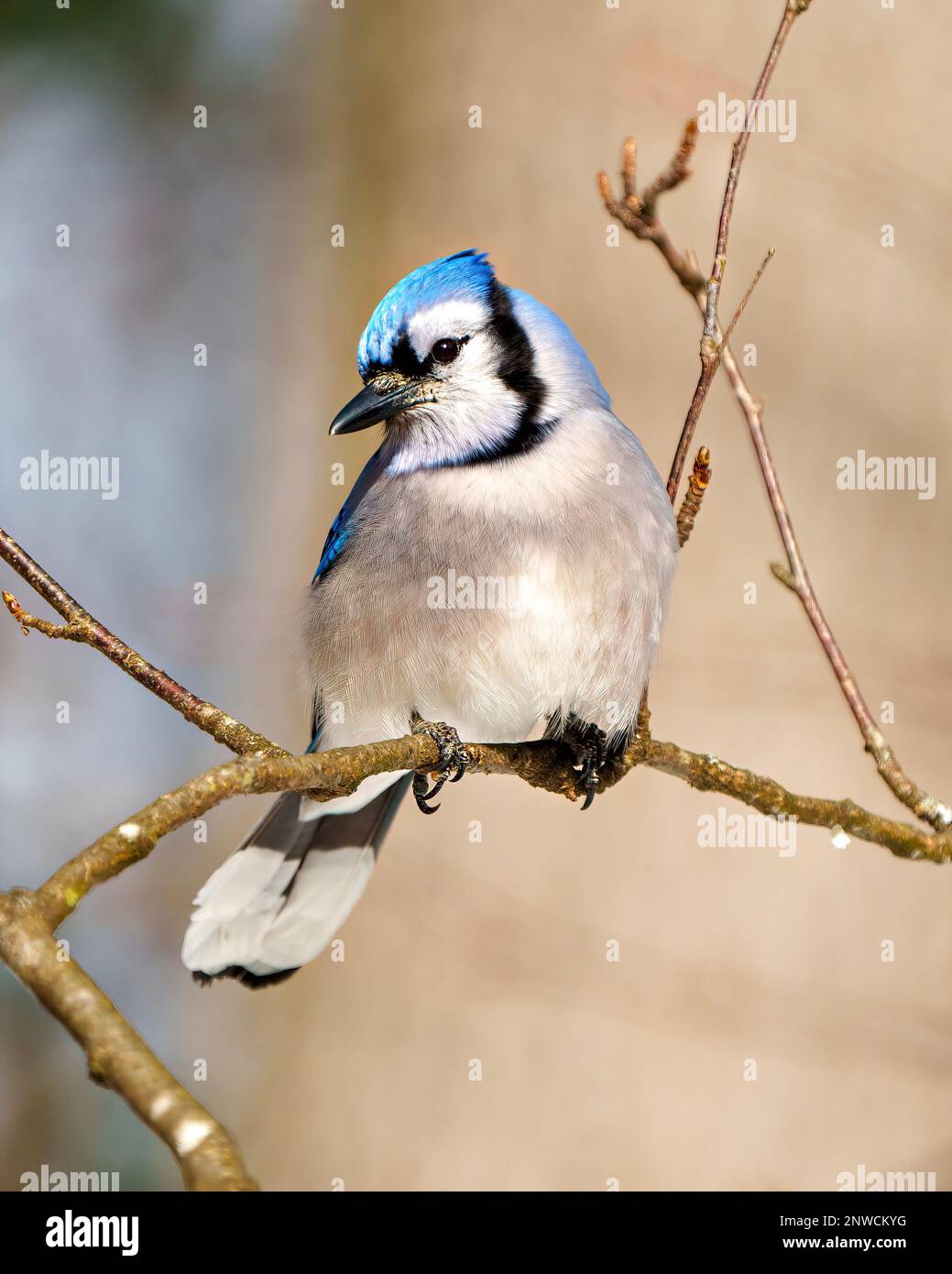 Blue Jay close up front view perched on a tree branch with blur forest background in its ...