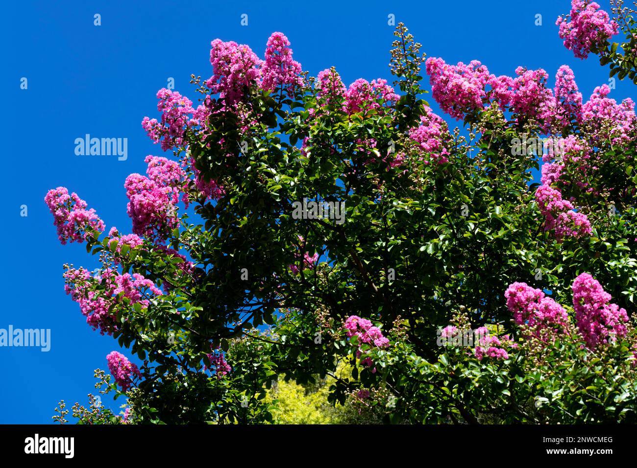 Pink-flowers on Crepe Myrtle (Lagerstroemia indica) tree in Sydney; NSW ...