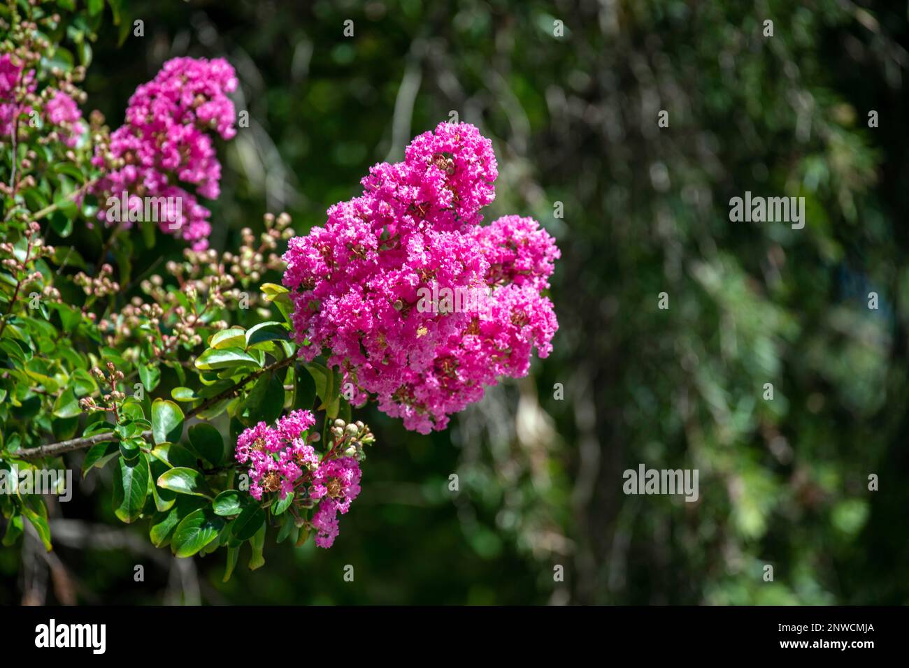 Pink-flowers on Crepe Myrtle (Lagerstroemia indica) tree in Sydney; NSW ...