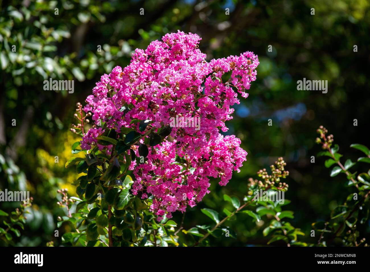 Pink-flowers on Crepe Myrtle (Lagerstroemia indica) tree in Sydney; NSW ...