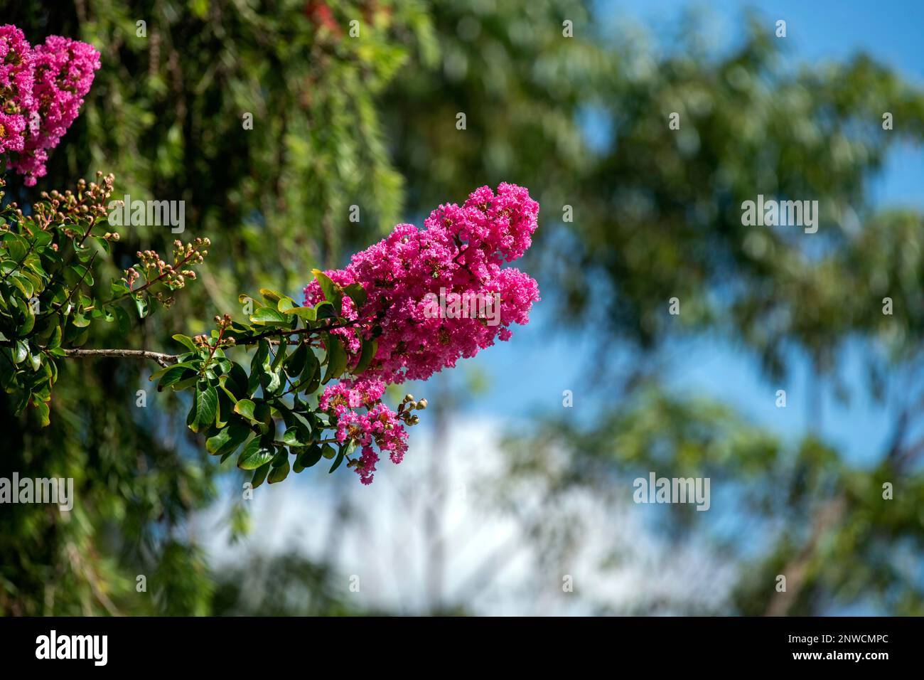 Pink-flowers on Crepe Myrtle (Lagerstroemia indica) tree in Sydney; NSW ...