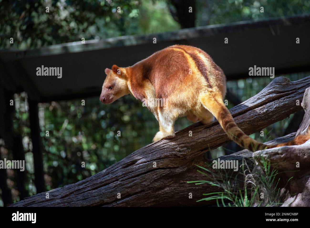 Golden-Mantled Tree-Kangaroo (Dendrolagus pulcherrimus) at a Wildlife ...