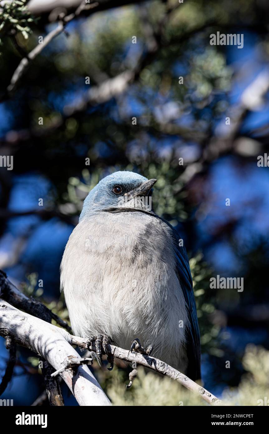 Colorful Scrub Jay in the Arizona Desert Stock Photo - Alamy