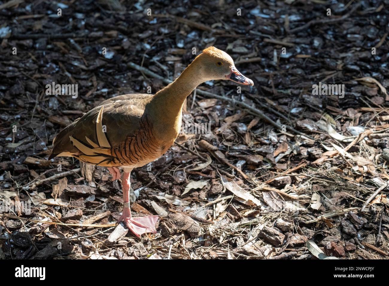 Plumed Whistling-Duck (Dendrocygna eytoni) at a Wildlife Park in Sydney ...