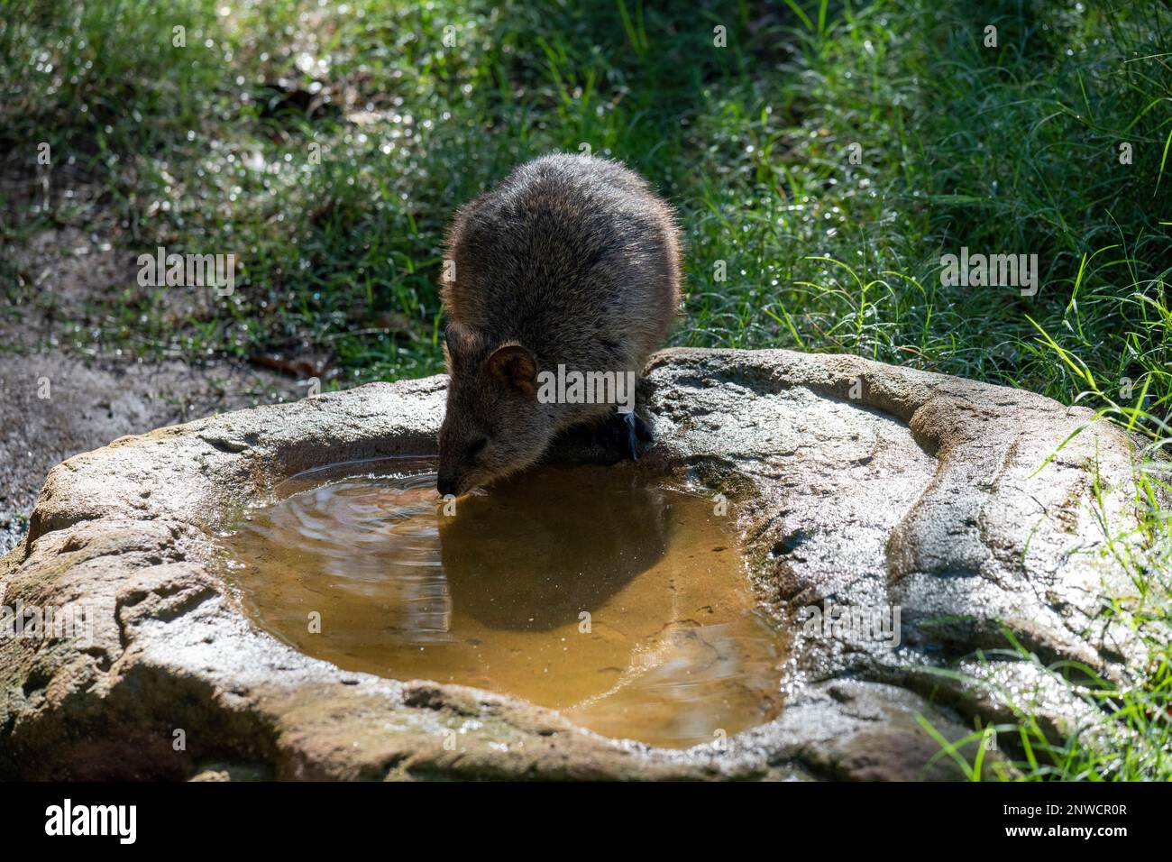 Quokka (Setonix brachyuru) drinking water at a wildlife park in Sydney ...