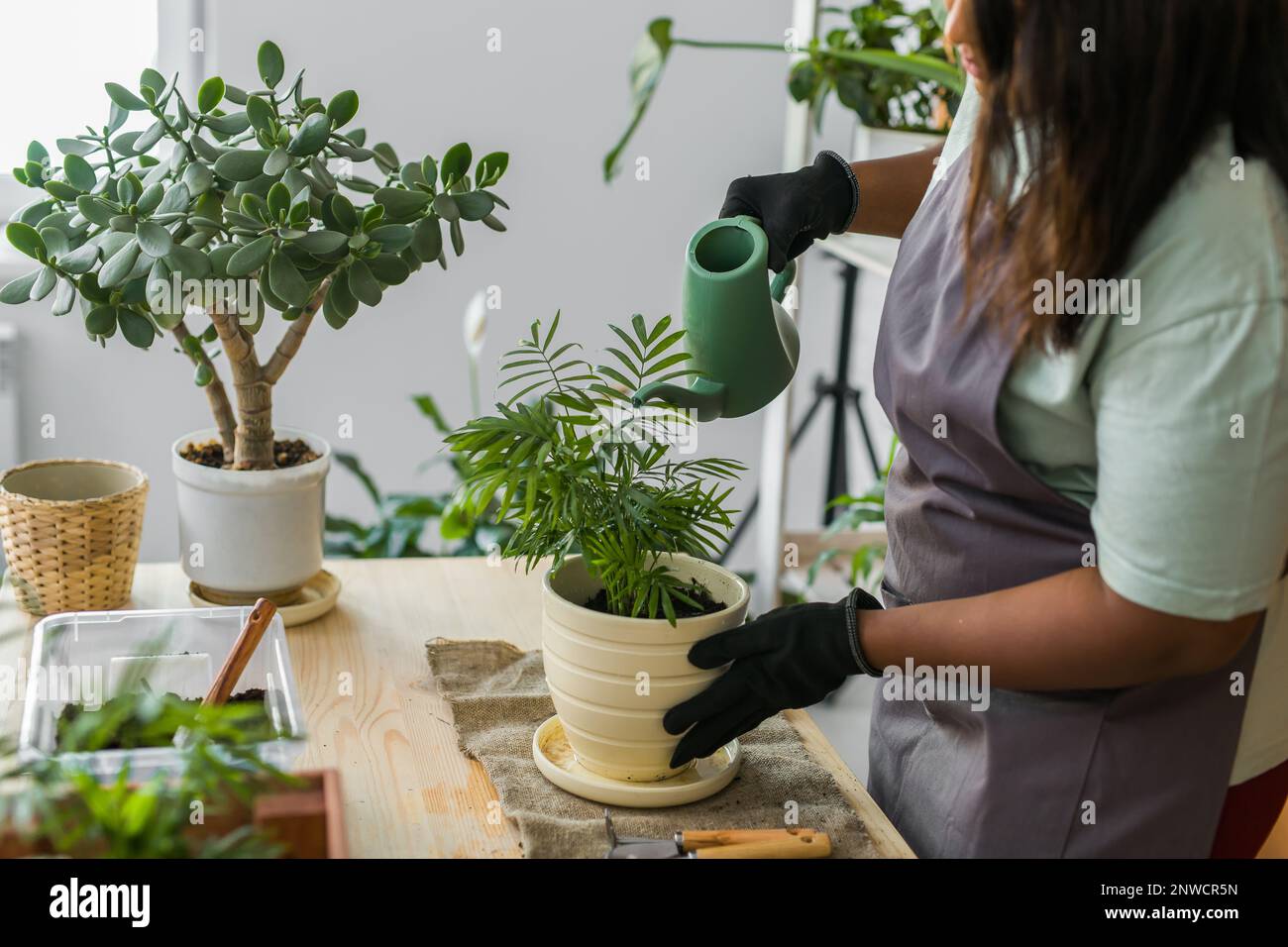 African american woman watering plant in new pot home gardening Indoor ...