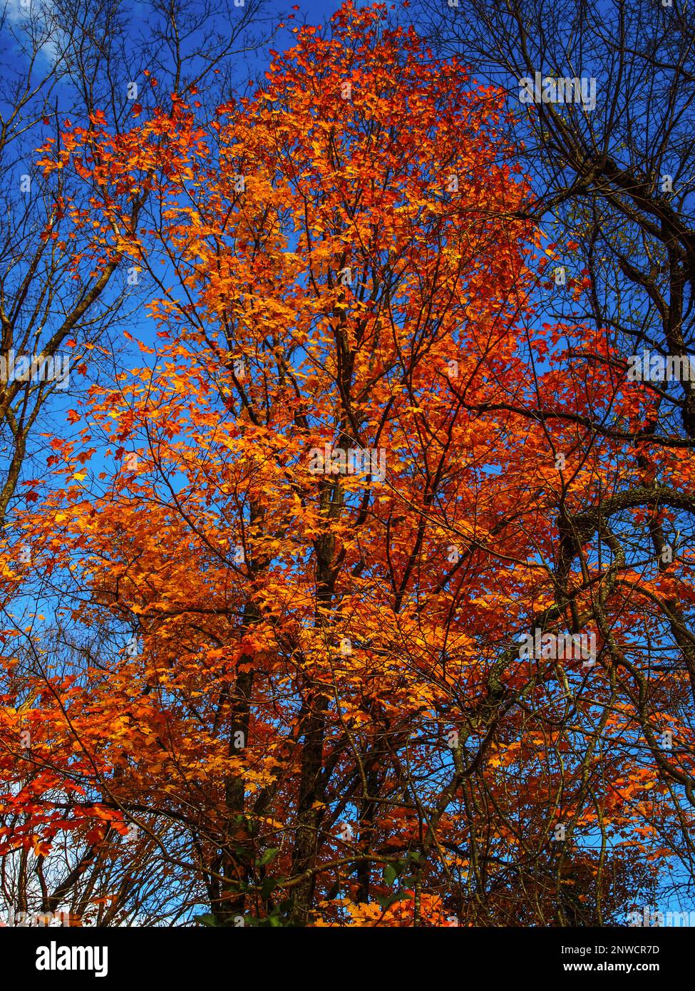 Beautiful fall scenery from Ontario, Canada Stock Photo - Alamy