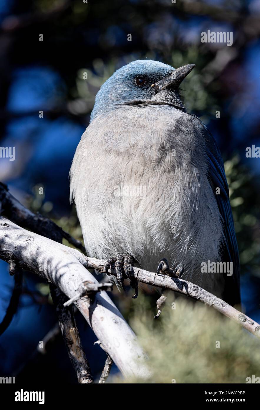 Colorful Scrub Jay in the Arizona Desert Stock Photo - Alamy