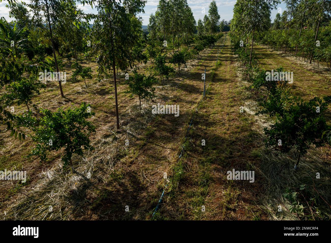 Agroforestry system, planting bananas, lemons and various other types ...