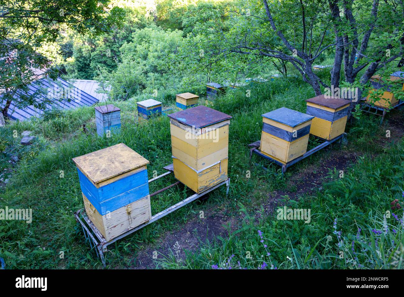 Rows of yellow and blue hives for beekeeping next to Sapara Monastery ...
