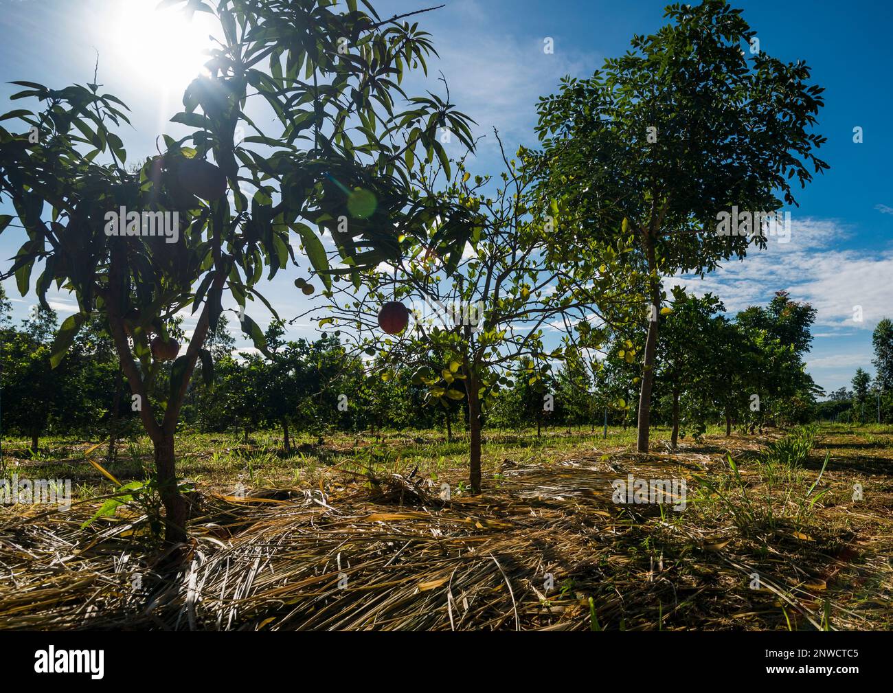agroforestry system with eucalyptus, lime, mandarin, cassava, mango and ...