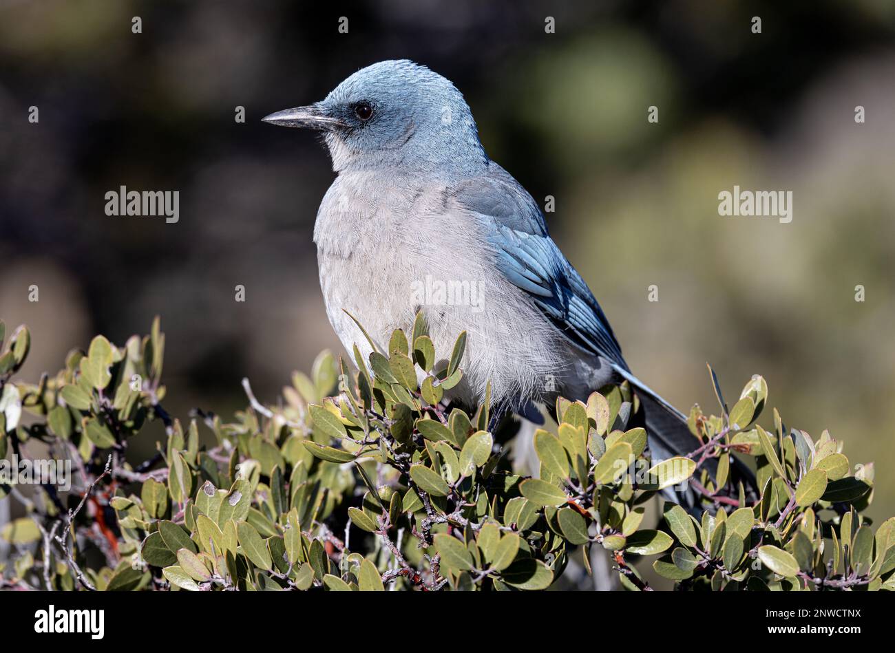 Colorful Scrub Jay in the Arizona Desert Stock Photo - Alamy