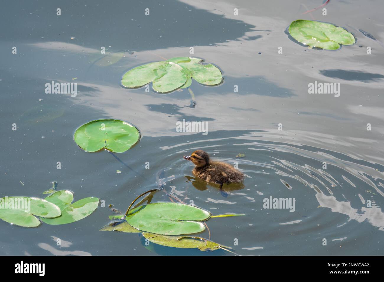 Cute little duckling swimming alone in a lake with green water ...