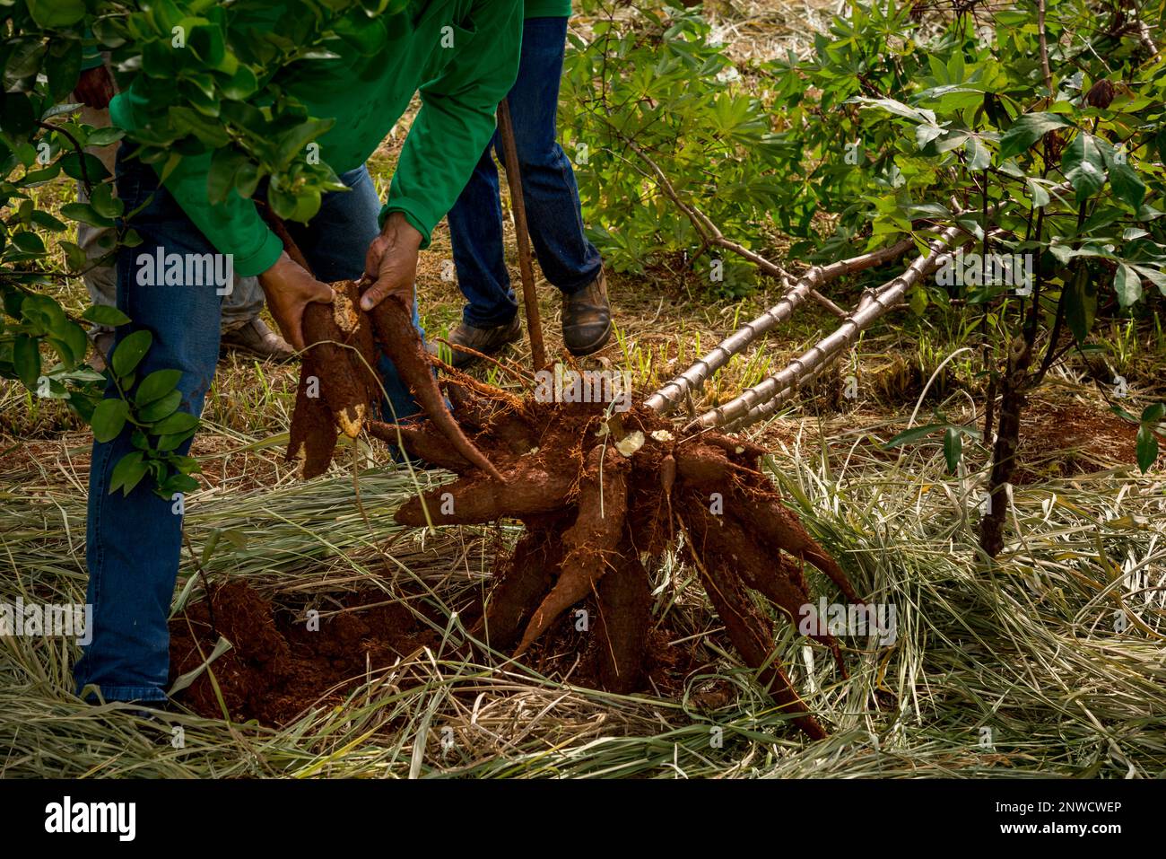 Cassava root system hi-res stock photography and images - Alamy