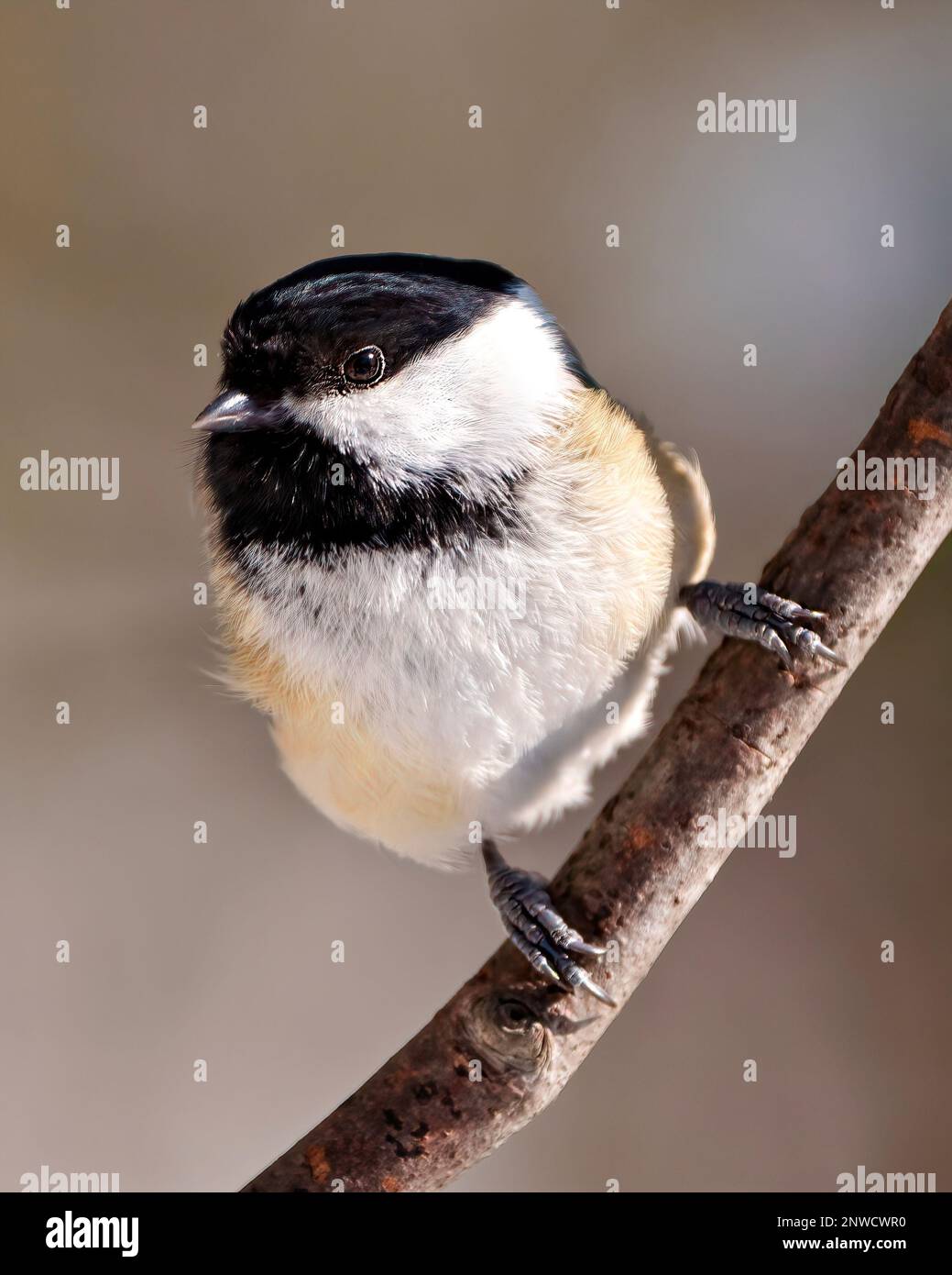 Chickadee close-up profile front view perched on a tree branch with ...