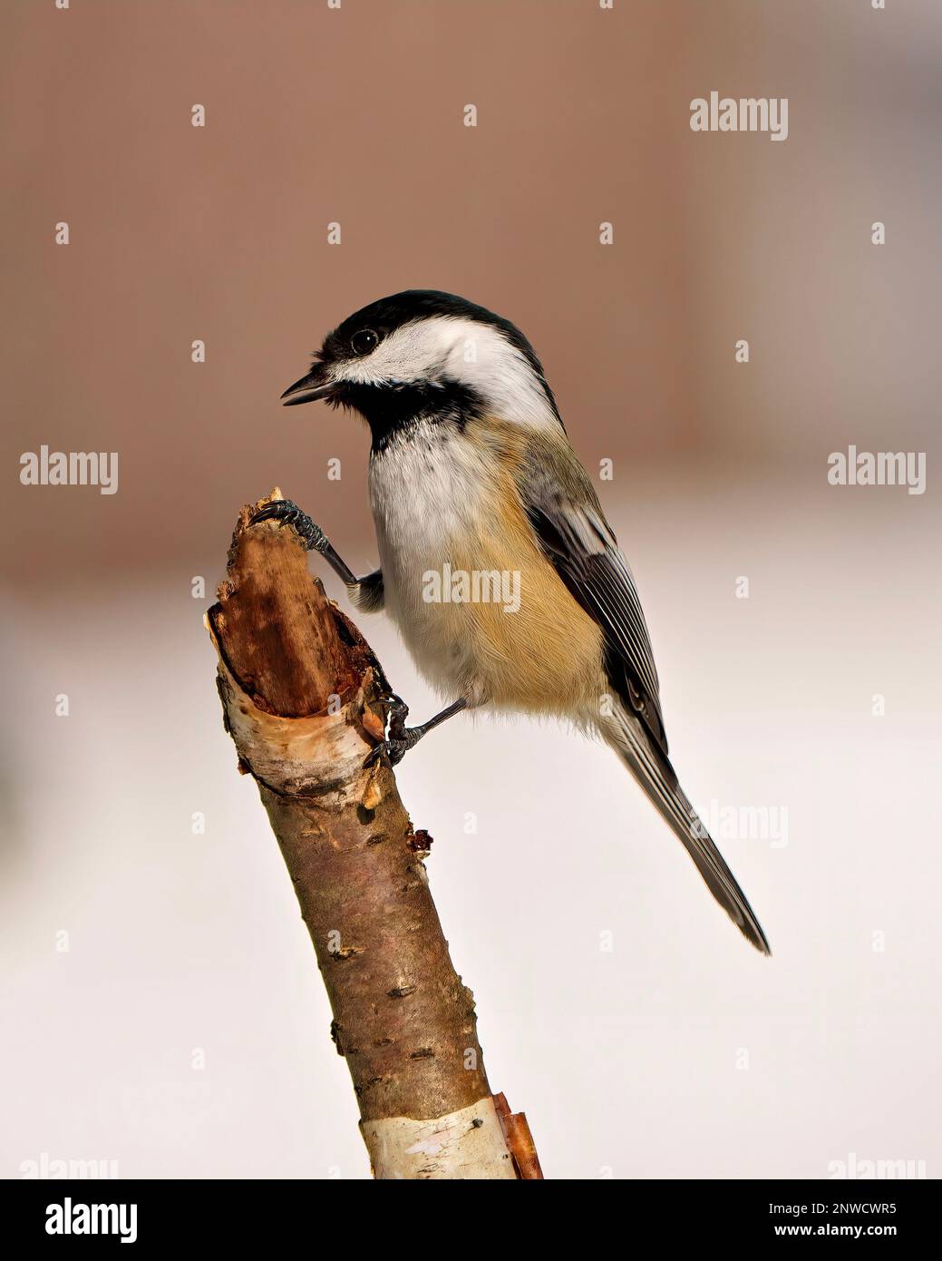 Chickadee close-up profile side view perched on a twig with blur ...