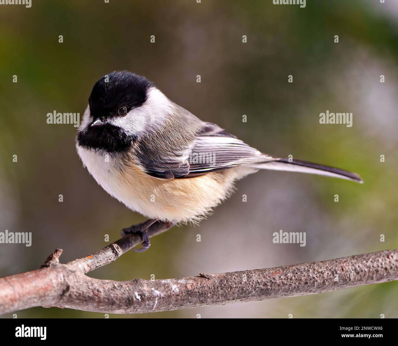 Chickadee close-up profile front view perched on a tree branch with ...