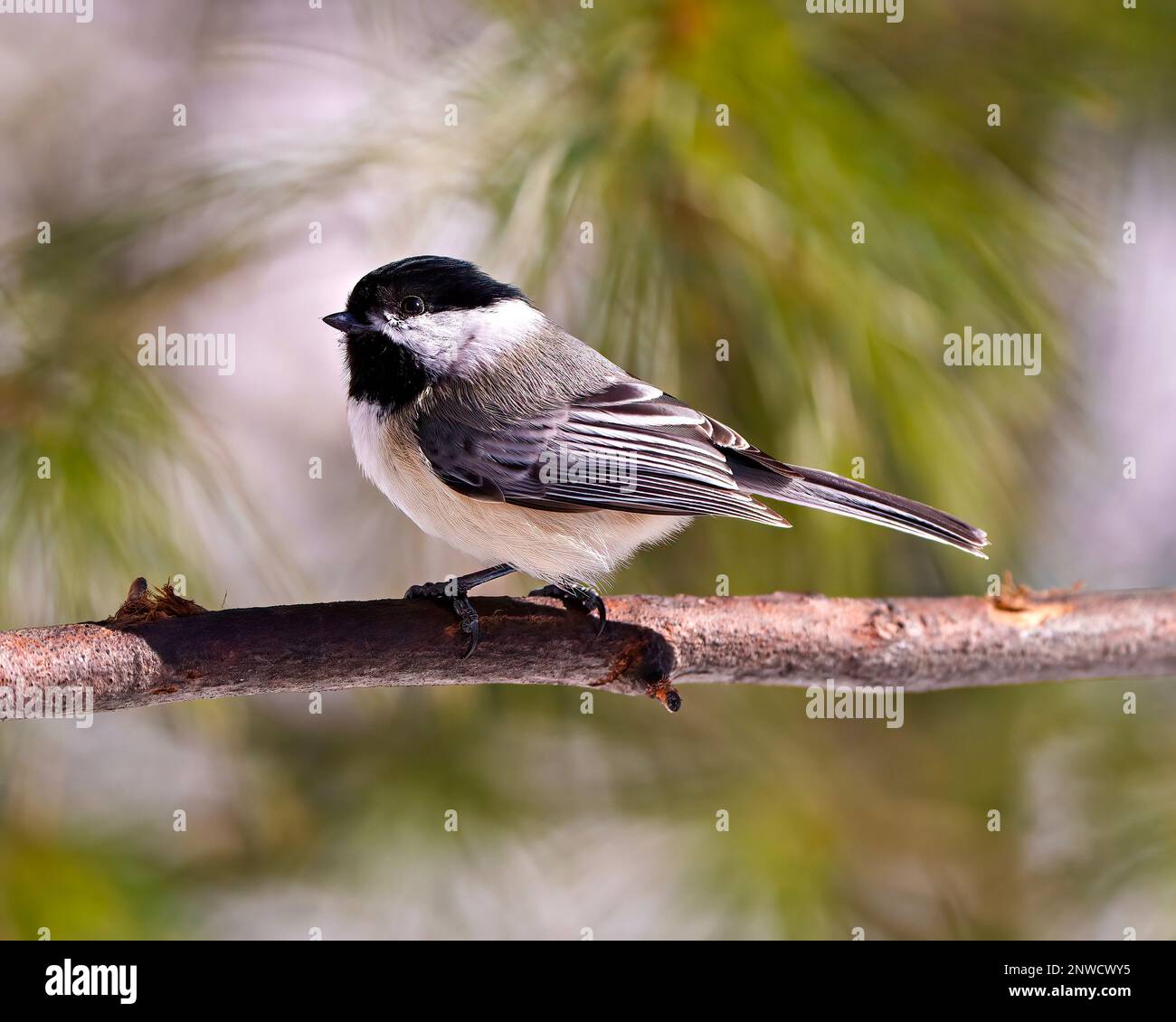 Chickadee close-up profile side view perched on a tree branch with blur ...
