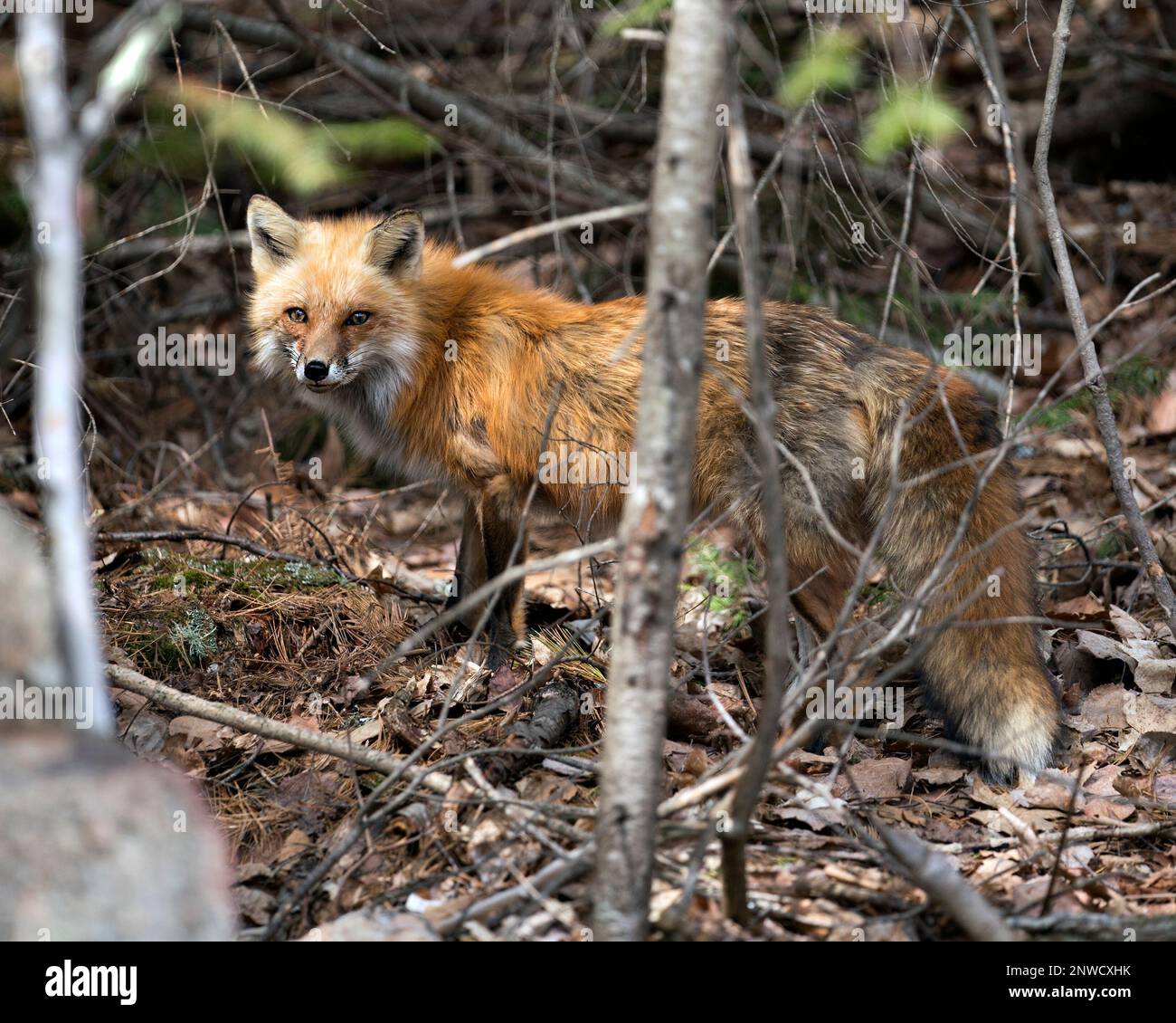 Red fox close-up profile side view in the spring season displaying fox ...