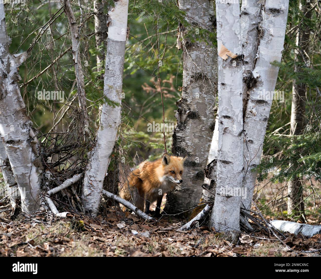 Red fox close-up profile view in the spring season between birch trees ...