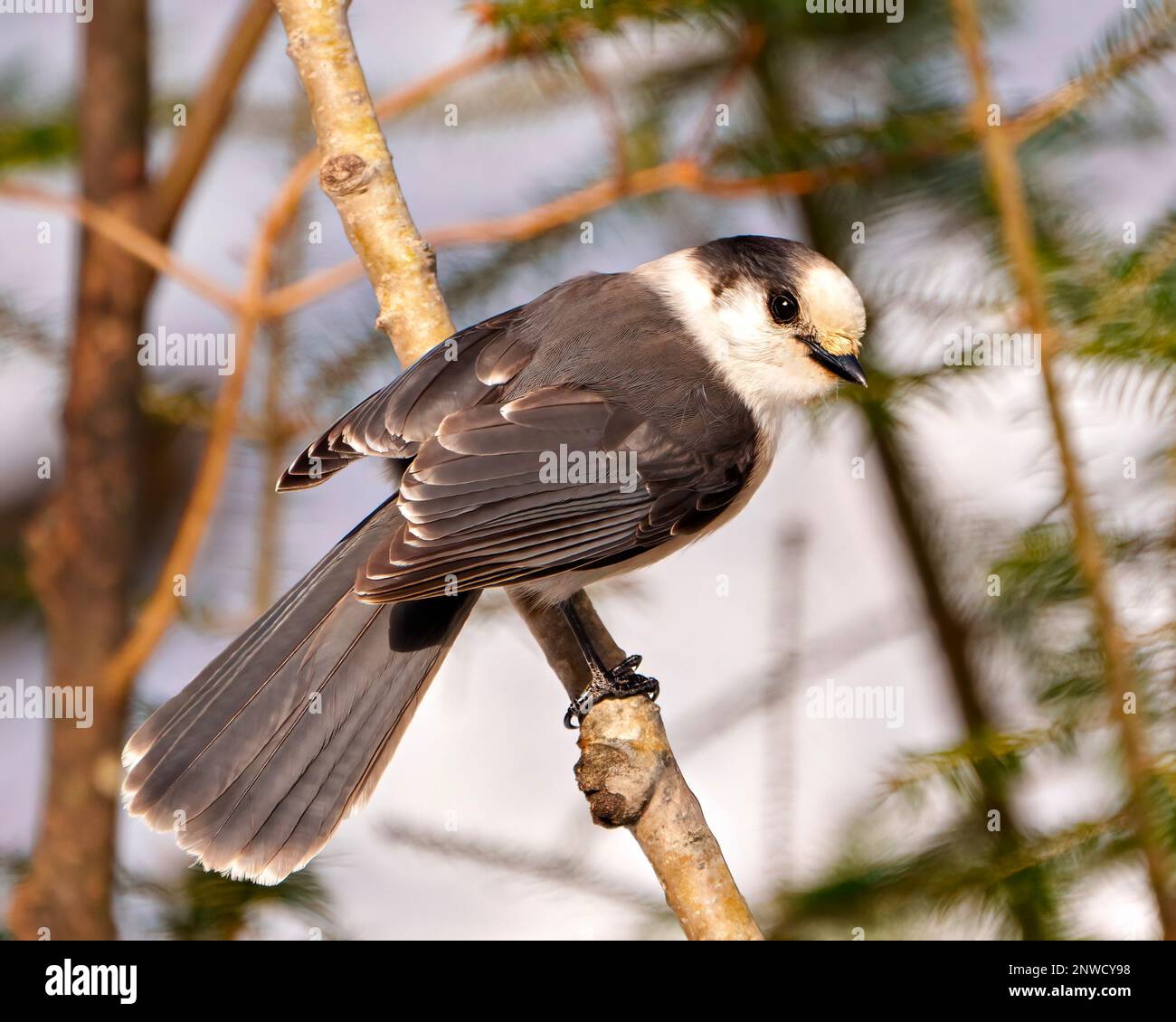 Grey Jay rear view perched on a tree branch displaying grey colour ...
