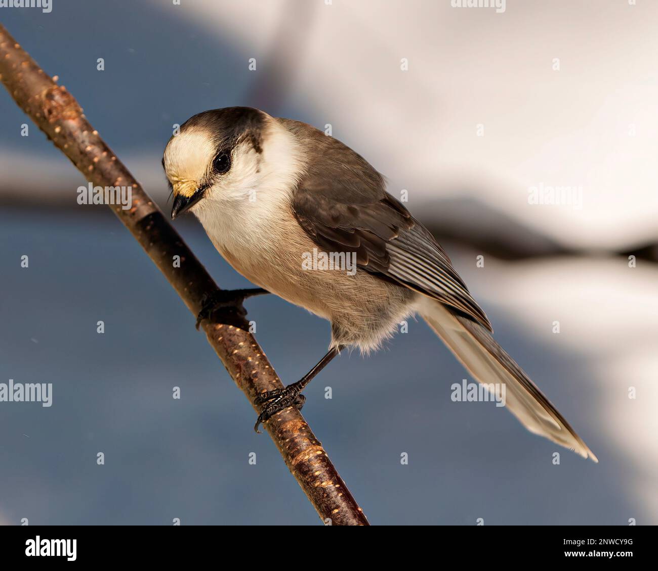 Grey Jay bird perched on a tree branch displaying grey colour, tail ...