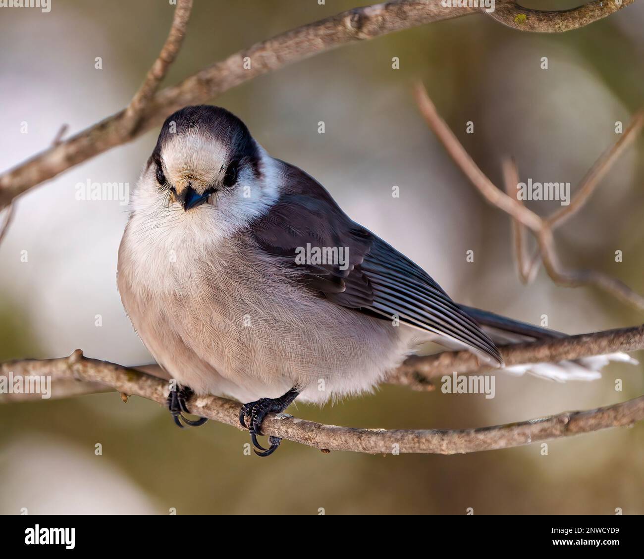 Grey Jay close-up front view perched on a tree branch displaying grey ...