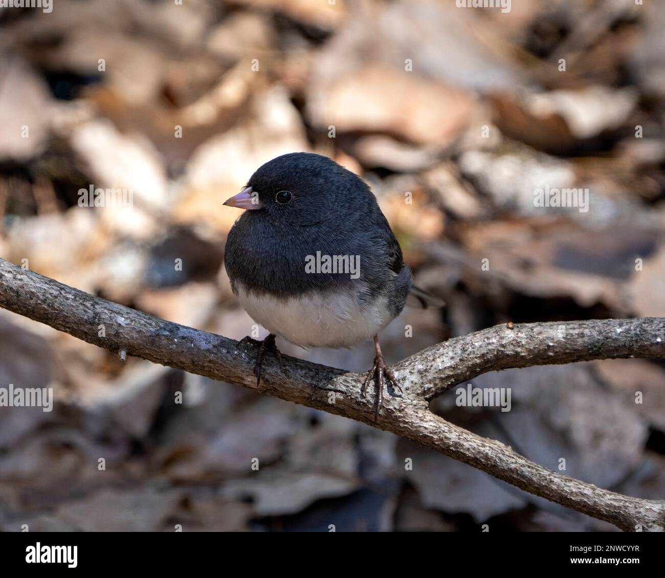 Junco bird perched on a branch displaying grey feather plumage, head ...
