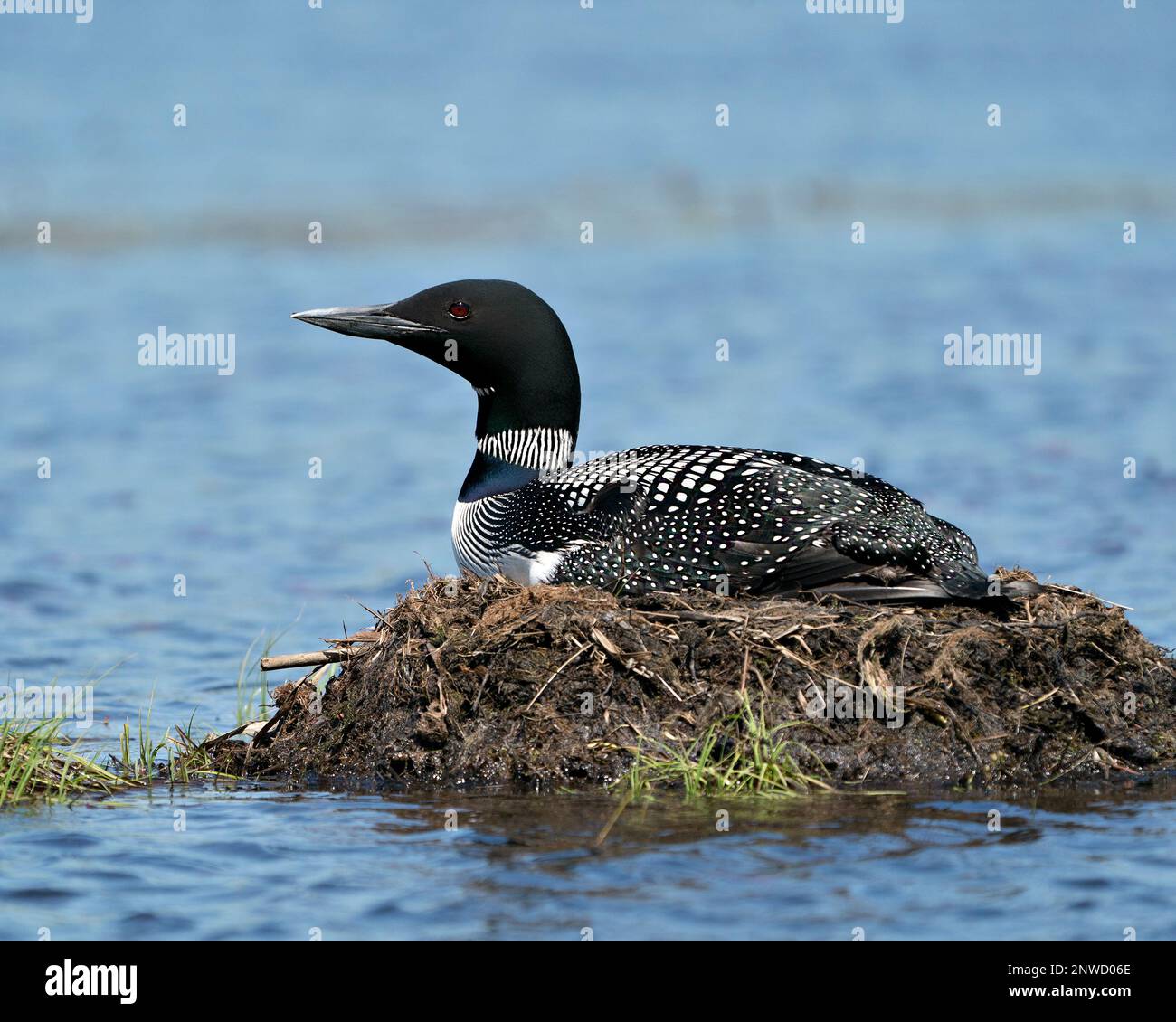 Loon nesting on its nest with marsh grasses, mud and water by the lakeshore in its environment ...