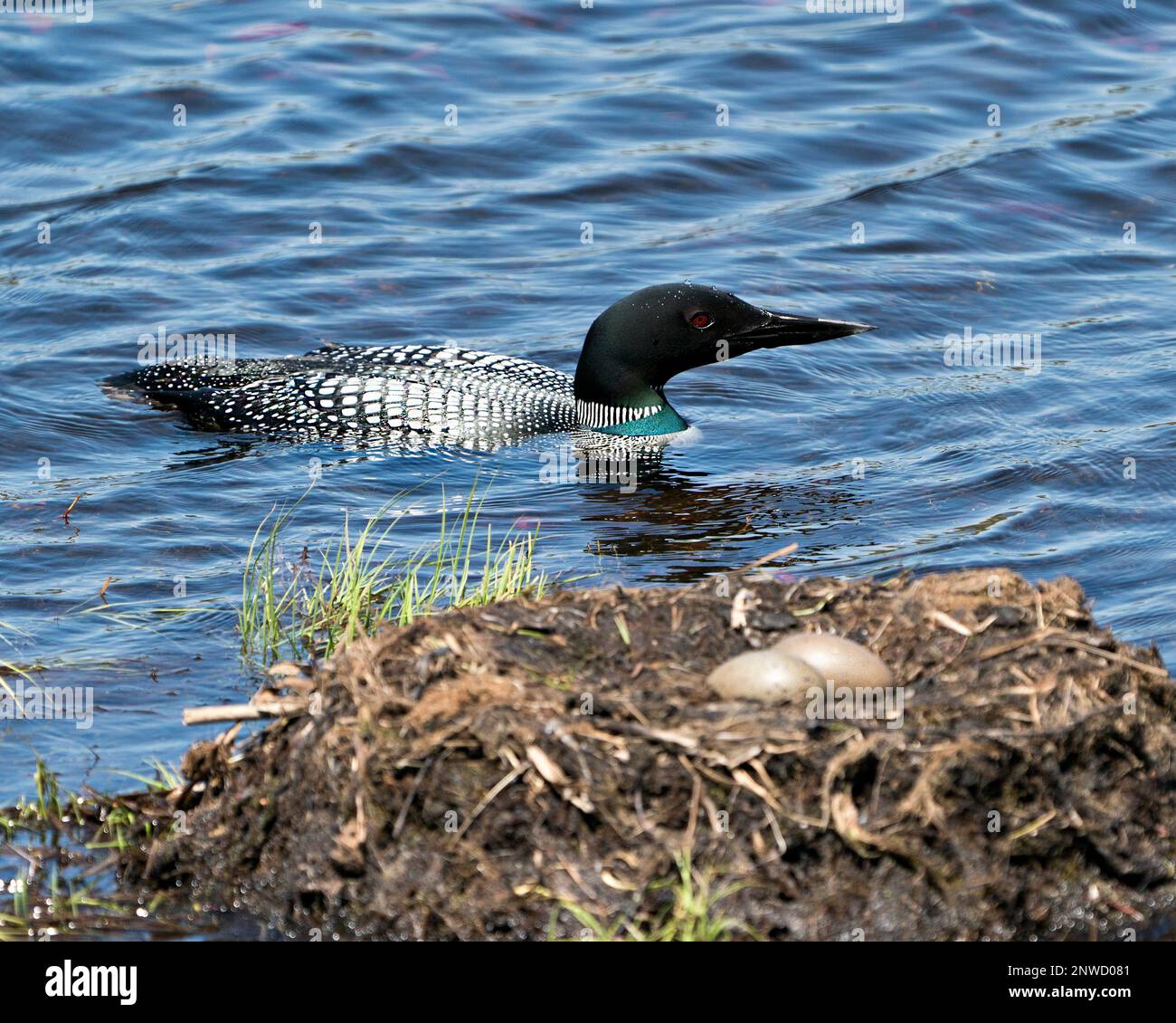Loon swimming by her nest with two brown eggs in the nest with marsh grasses, mud in its ...
