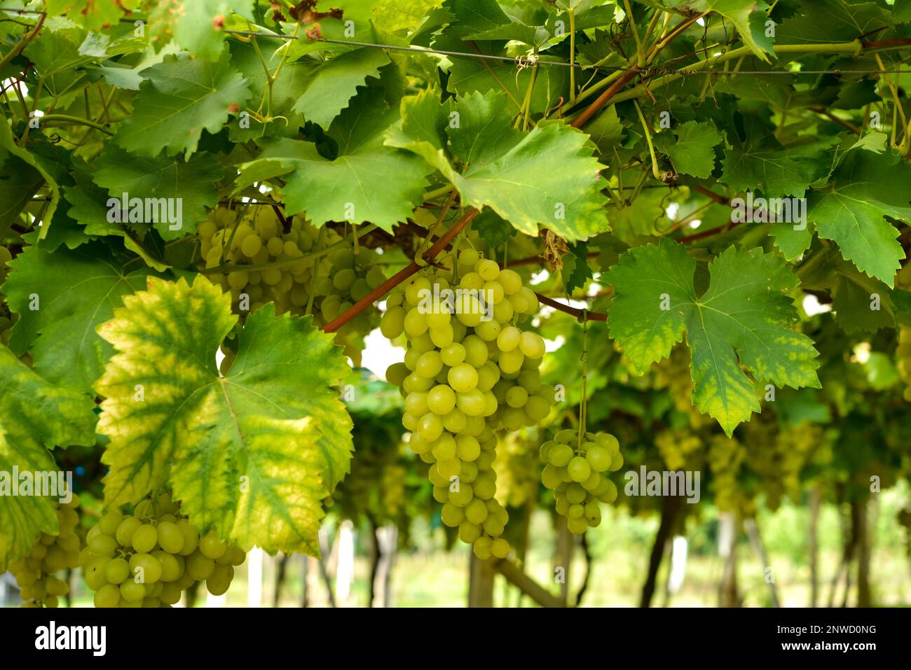 bunches of green grape in vineyard ready to be harvested Stock Photo - Alamy