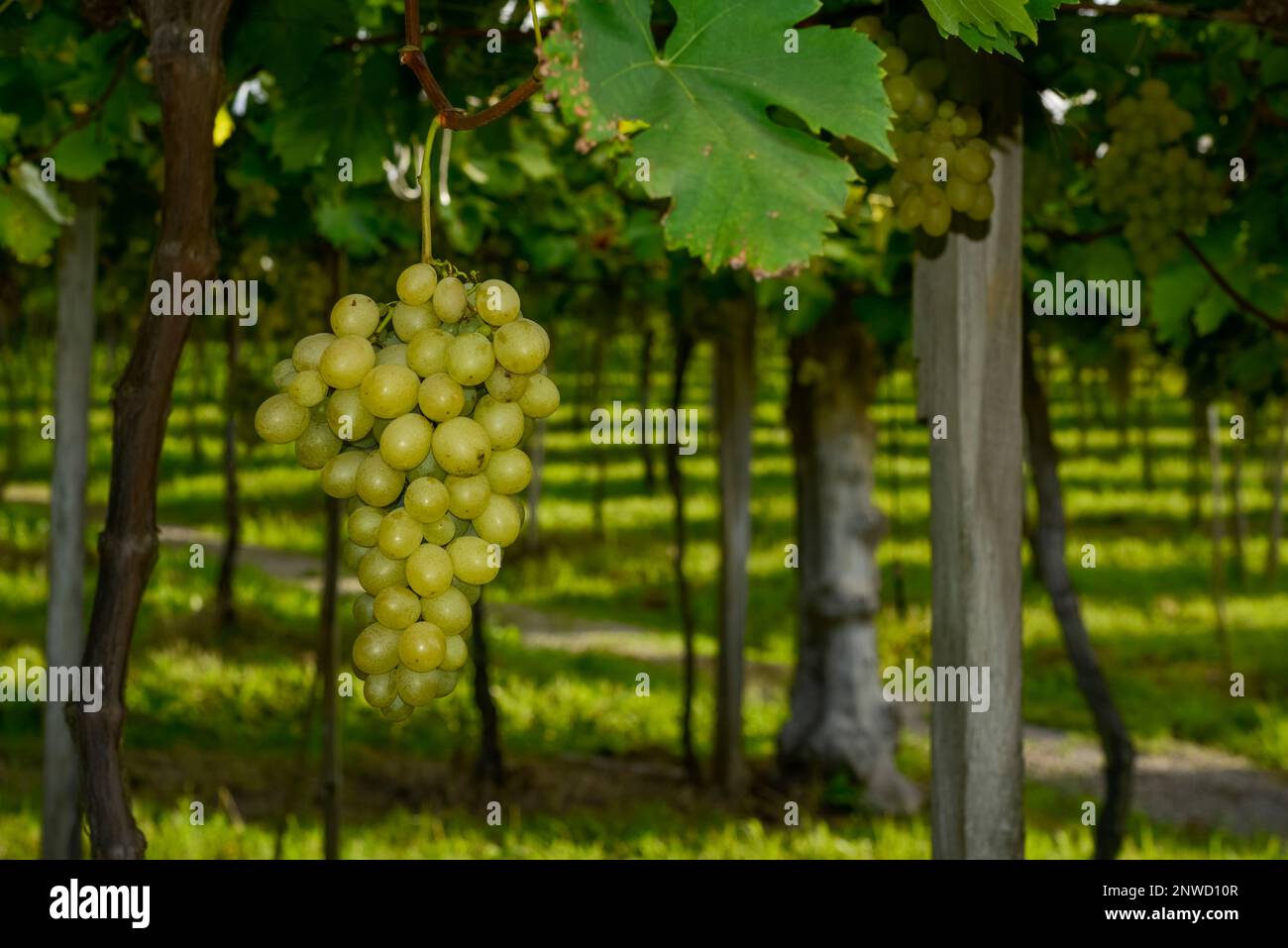 bunches of green grape in vineyard ready to be harvested Stock Photo - Alamy