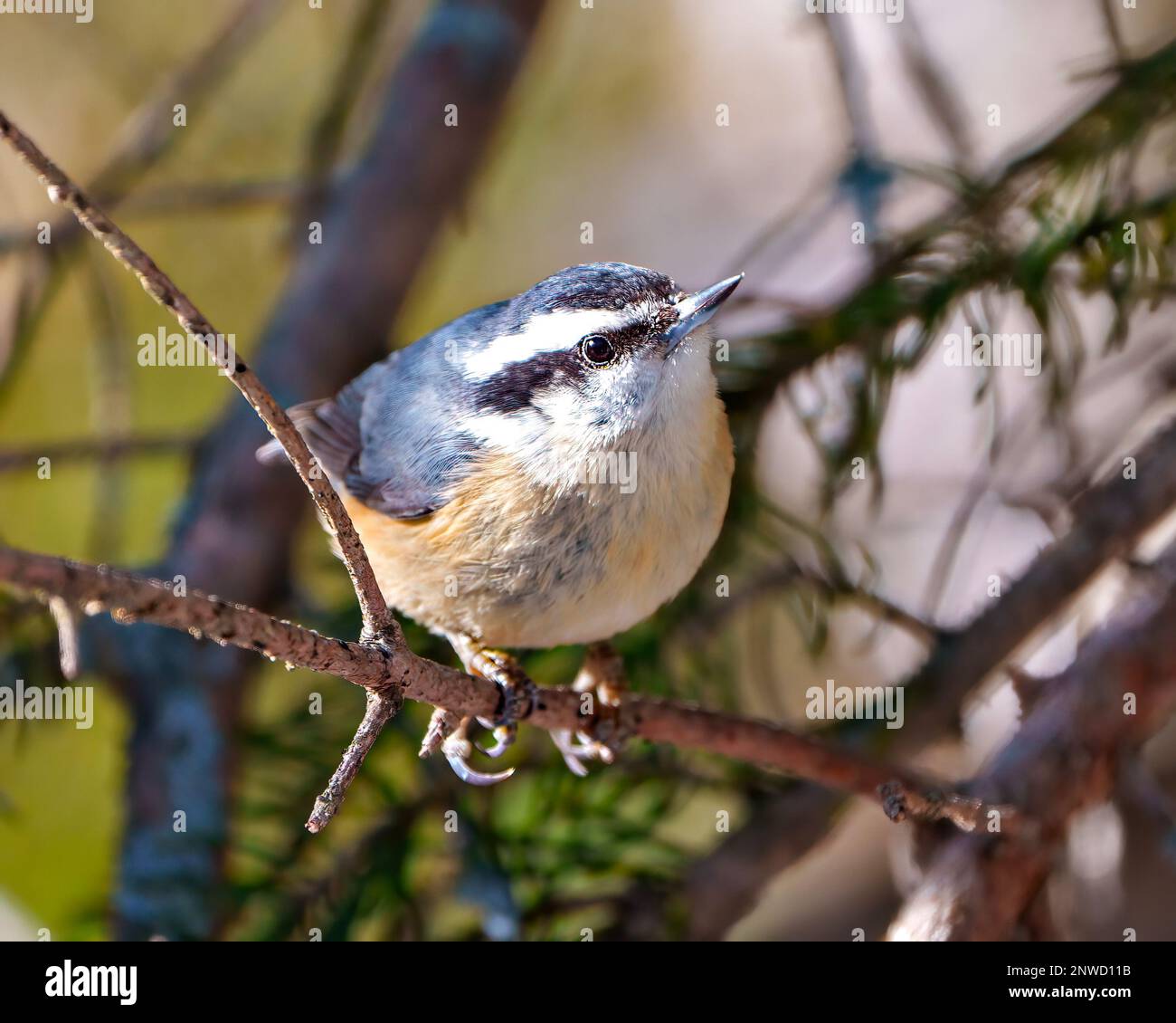 Red-breasted Nuthatch front view perched on a tree branch with a blur ...