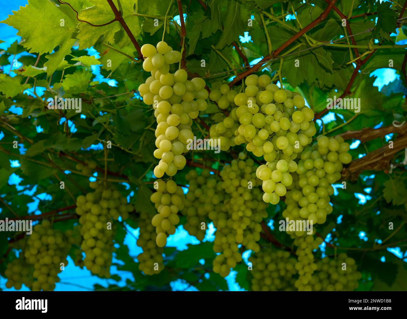 bunches of green grape in vineyard ready to be harvested in blue background Stock Photo - Alamy