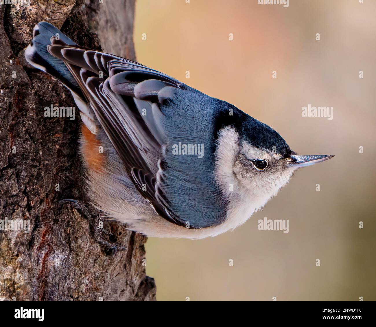 White-breasted Nuthatch perched on a tree trunk with a blur background ...