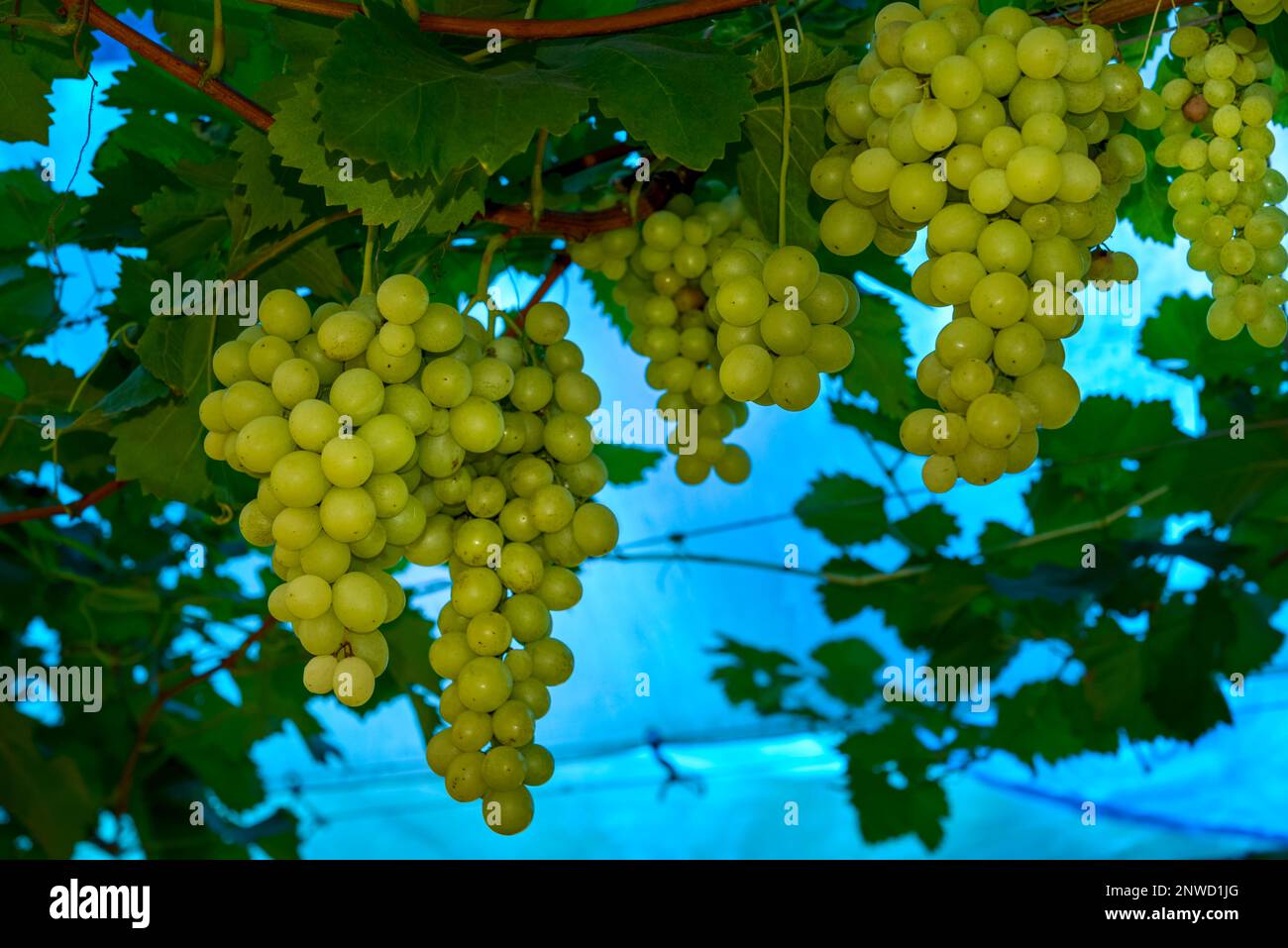 bunches of green grape in vineyard ready to be harvested in blue background Stock Photo - Alamy