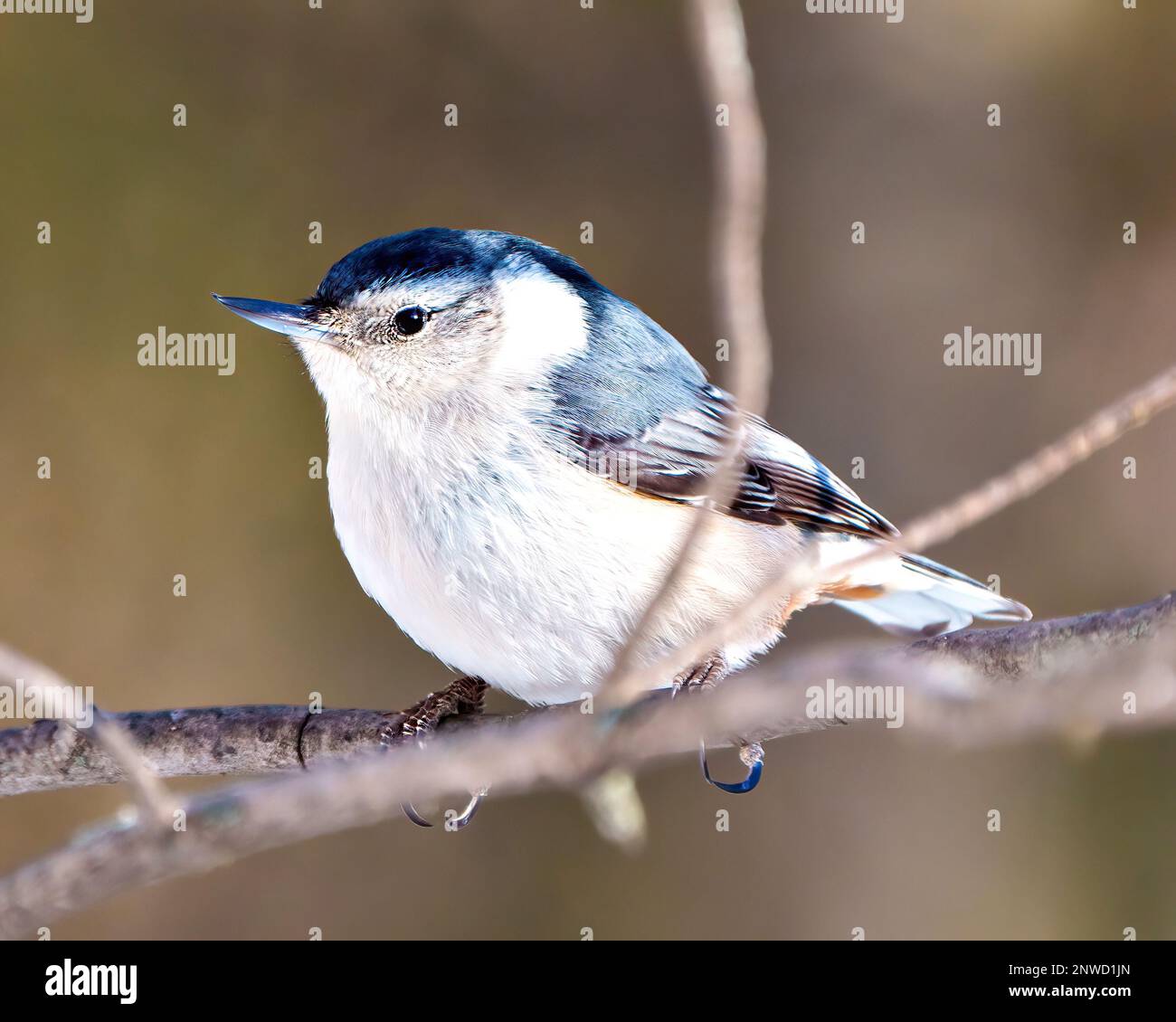 White-breasted Nuthatch perched on a tree branch with a blur background ...