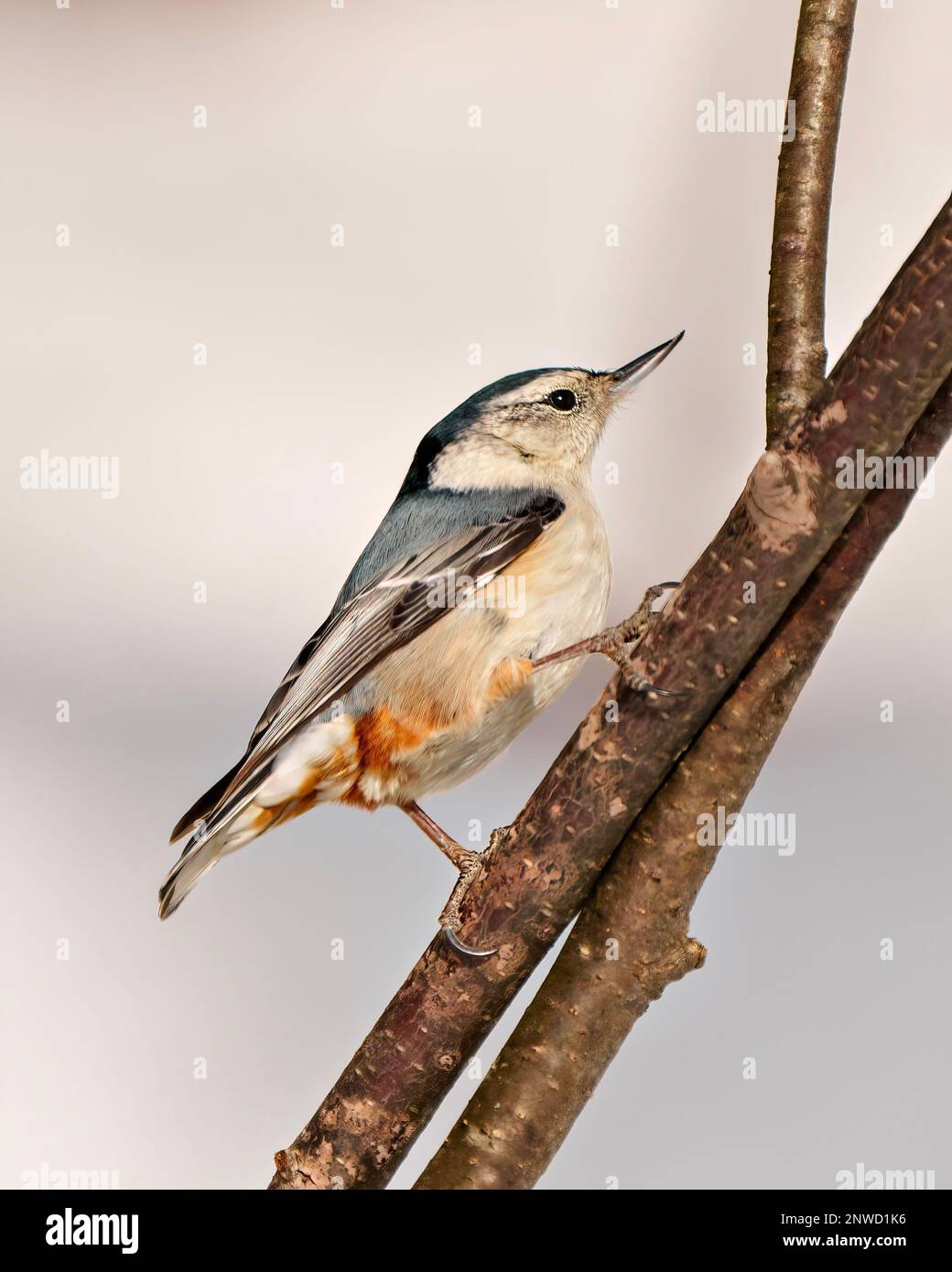 White-breasted Nuthatch perched on a tree branch with a blur background ...