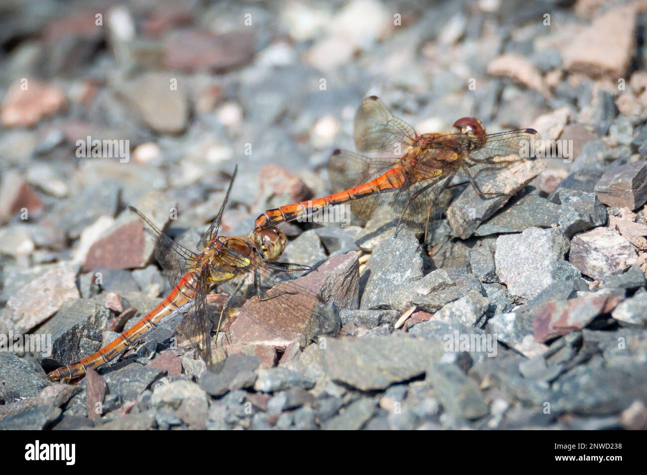 Common Darter dragonflies mating on the ground Stock Photo - Alamy