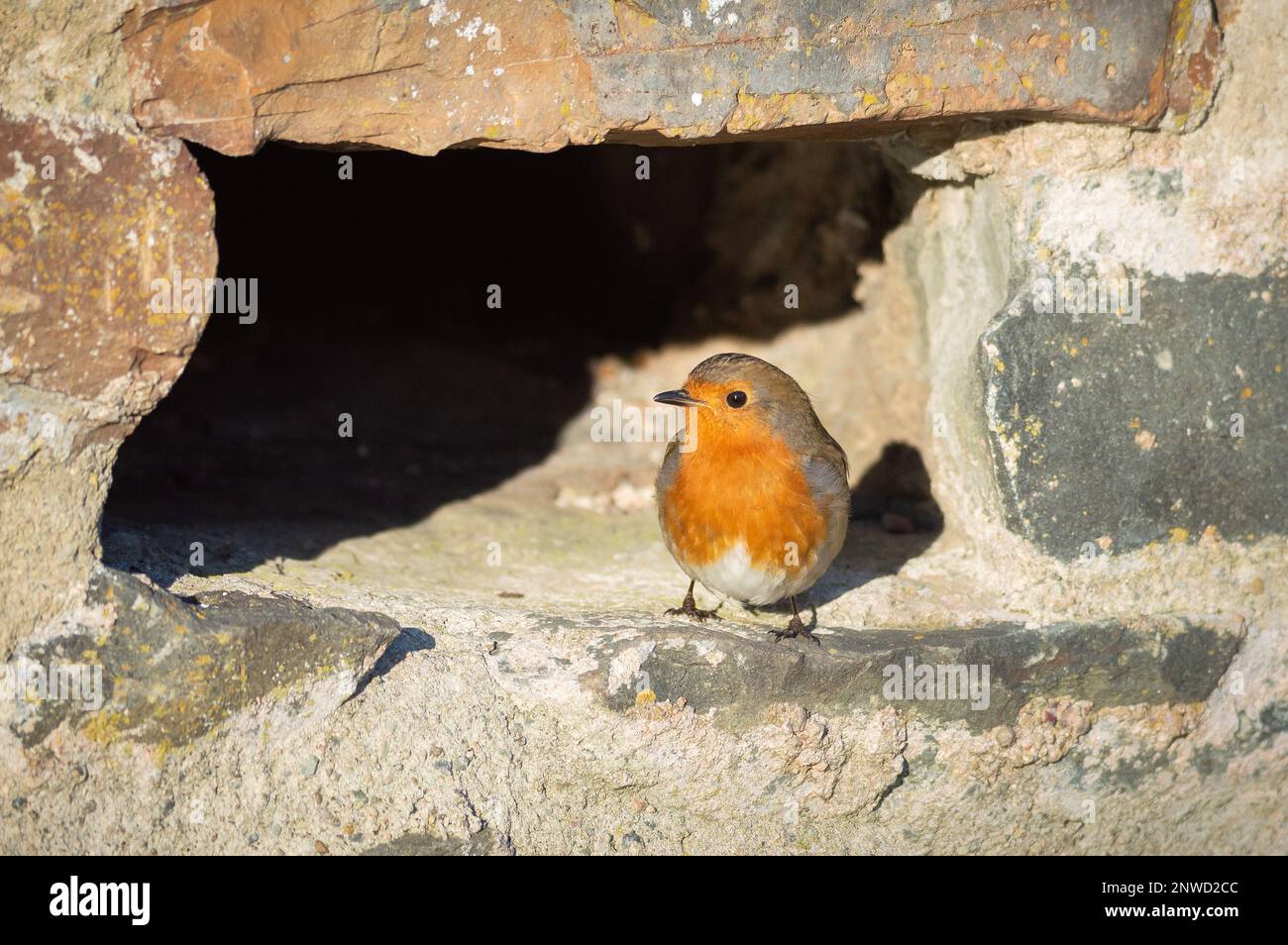 Robin in a recess of an old castle Stock Photo - Alamy
