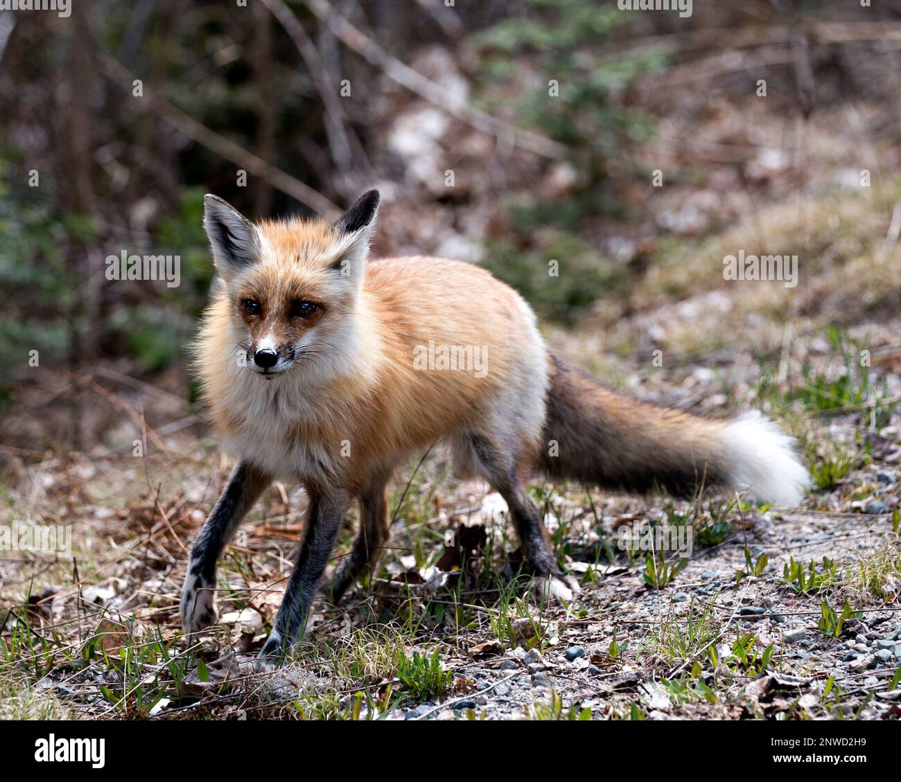 Red fox close-up profile side view looking at camera with a blur ...