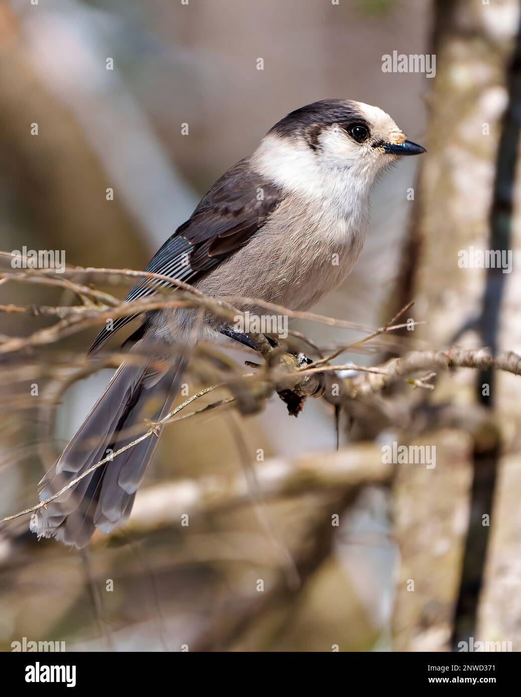 Grey Jay bird perched on a tree branch displaying grey colour, tail ...