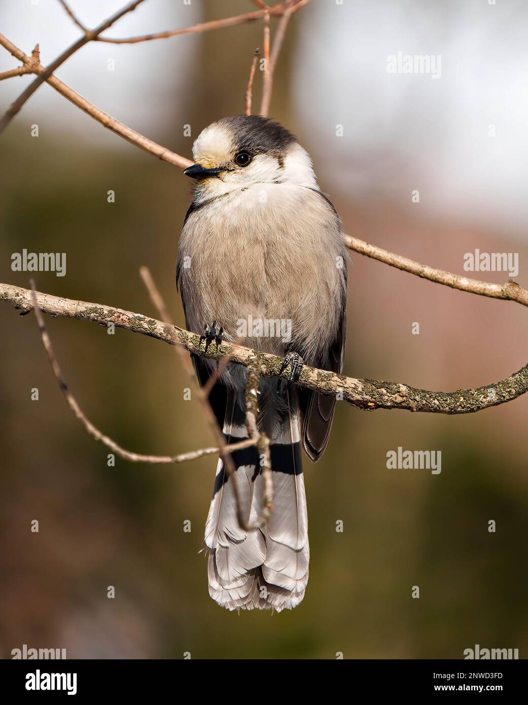 Grey Jay front view perched on a tree branch displaying grey colour ...
