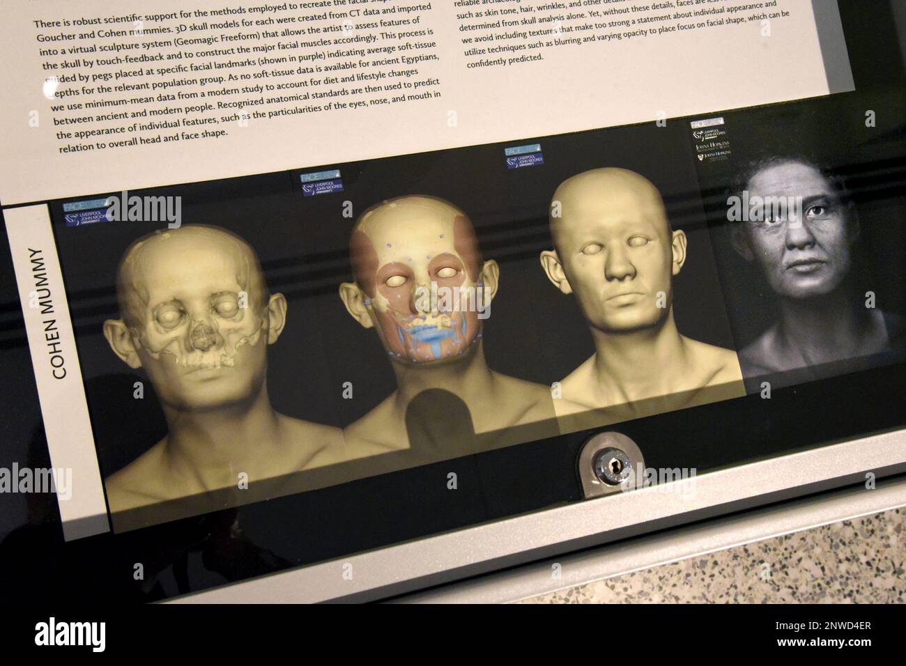 Detail of the facial depiction process for the Cohen mummy at the new ...